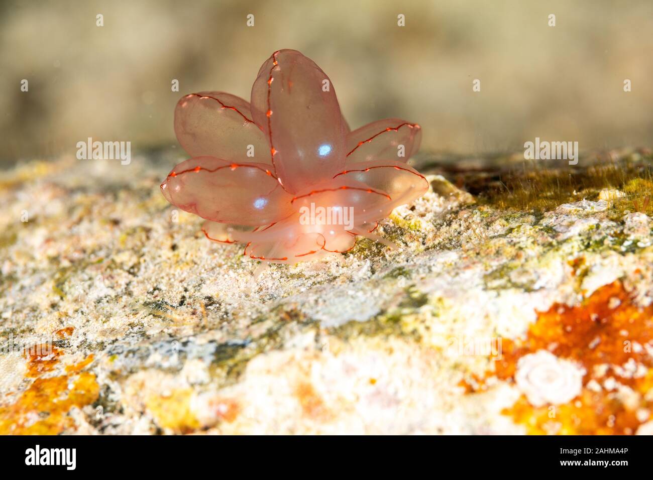 Butterfly nudibranch hi-res stock photography and images - Alamy