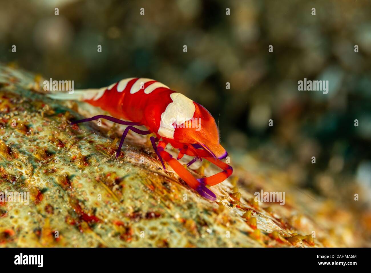 Emperor shrimp, Periclimenes imperator, is a organism of shrimp with a ...