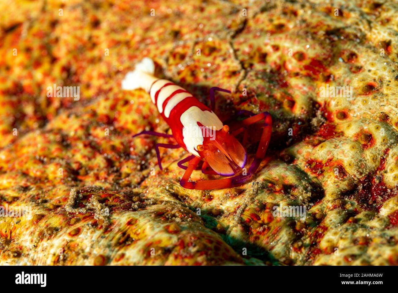 Emperor shrimp, Periclimenes imperator, is a organism of shrimp with a ...