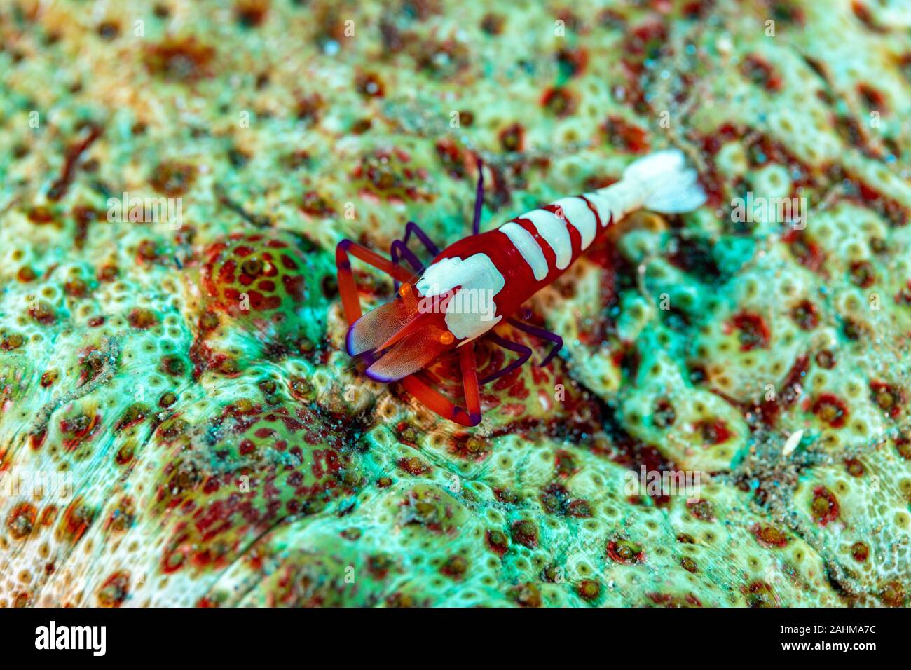 Emperor shrimp, Periclimenes imperator, is a organism of shrimp with a ...