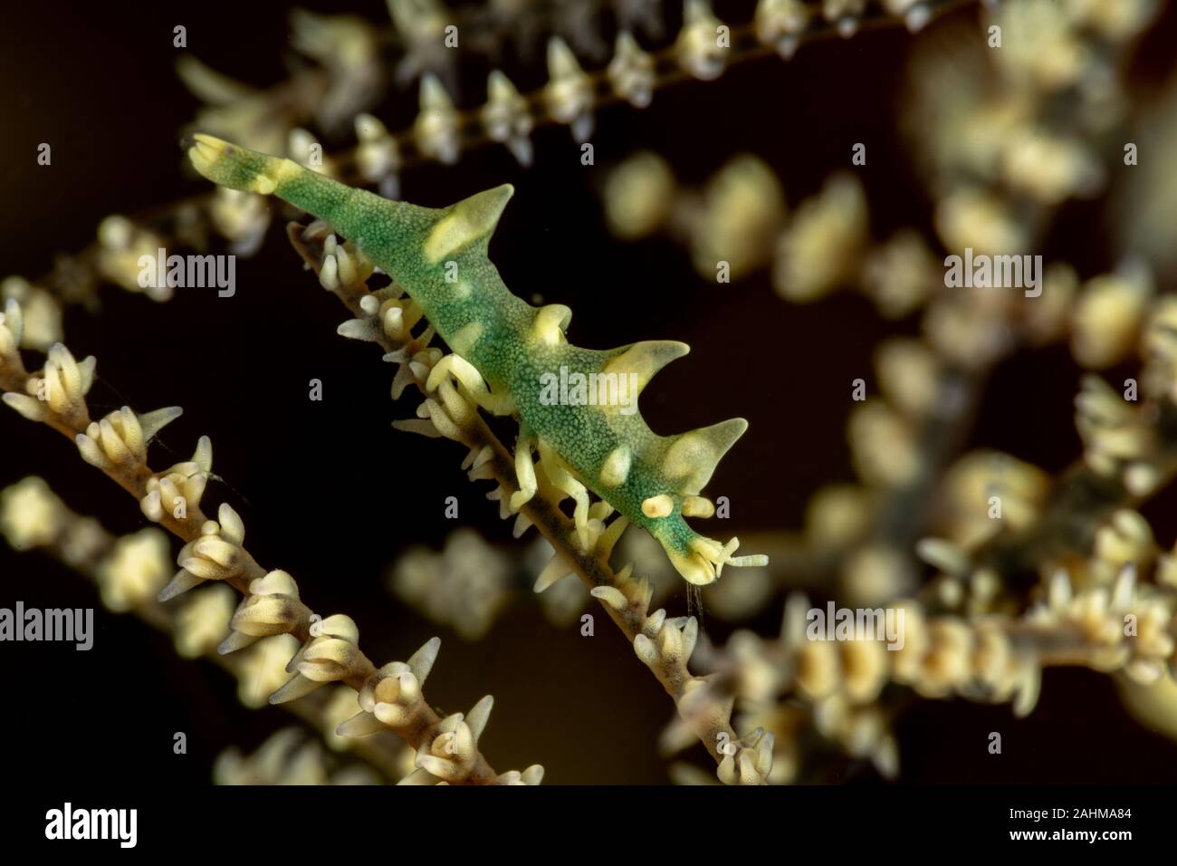 Dragon shrimp, Gorgonian Horned Shrimp, miropandalus hardingi Stock ...