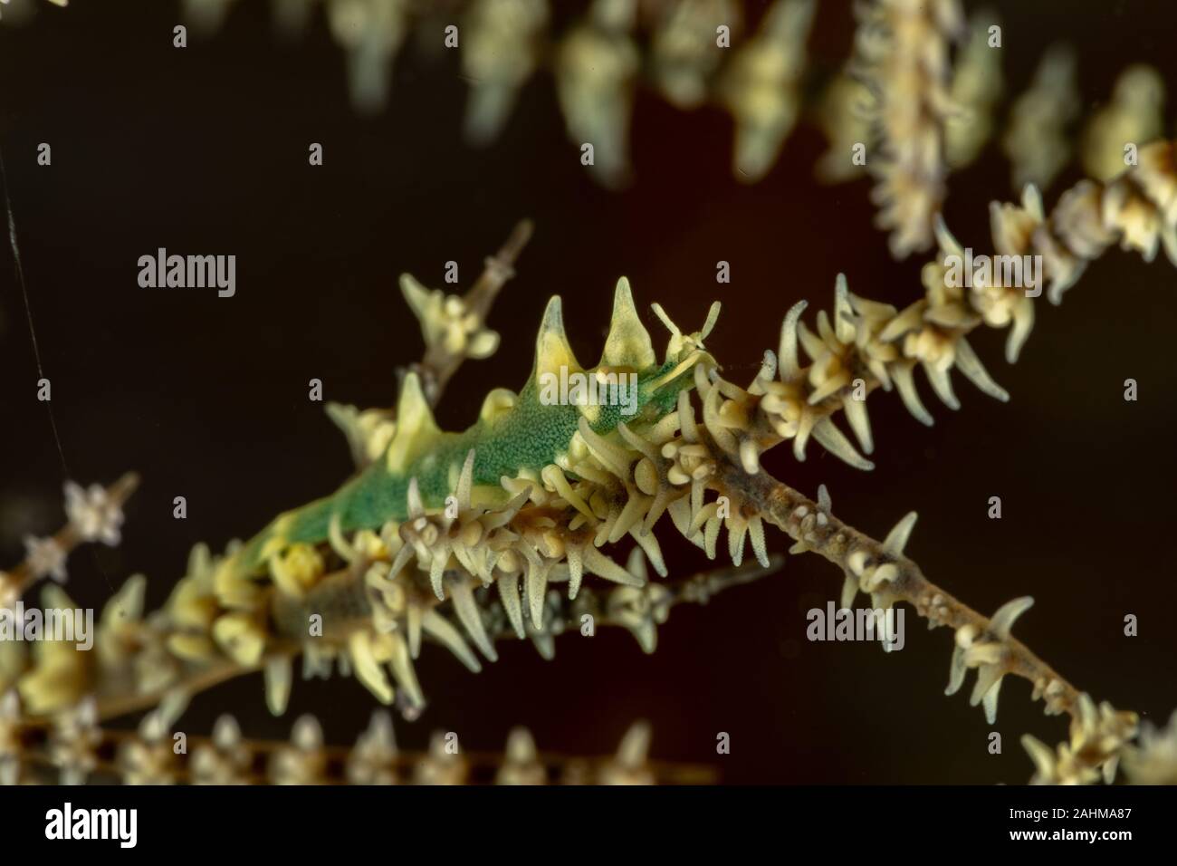Dragon shrimp, Gorgonian Horned Shrimp, miropandalus hardingi Stock ...
