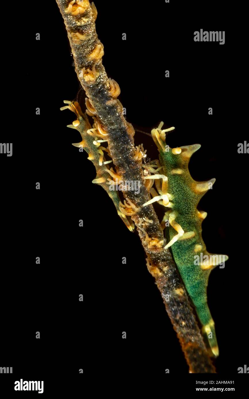 Dragon shrimp, Gorgonian Horned Shrimp, miropandalus hardingi Stock ...