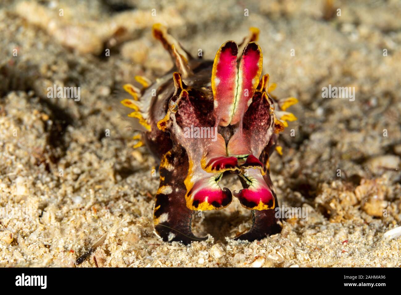 Flamboyant Cuttlefish, Metasepia pfefferi, is a species of cuttlefish ...