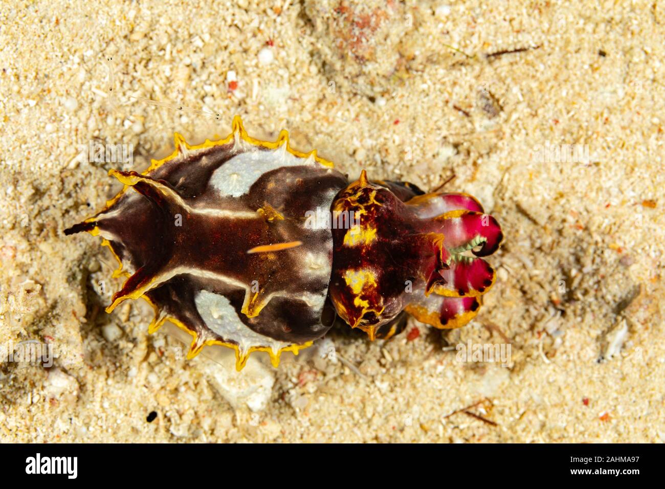 Yellow cuttlefish australia hi-res stock photography and images - Alamy