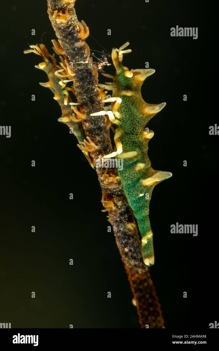 Dragon shrimp, Gorgonian Horned Shrimp, miropandalus hardingi Stock ...