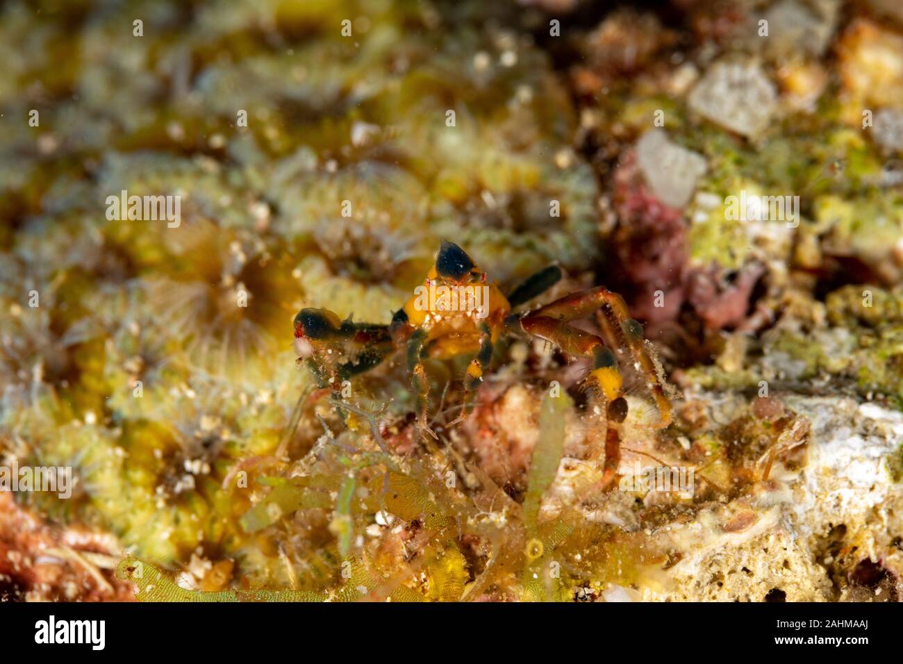 Conical crab, Xenocarcinus conicus, is a species of True Crab in the ...