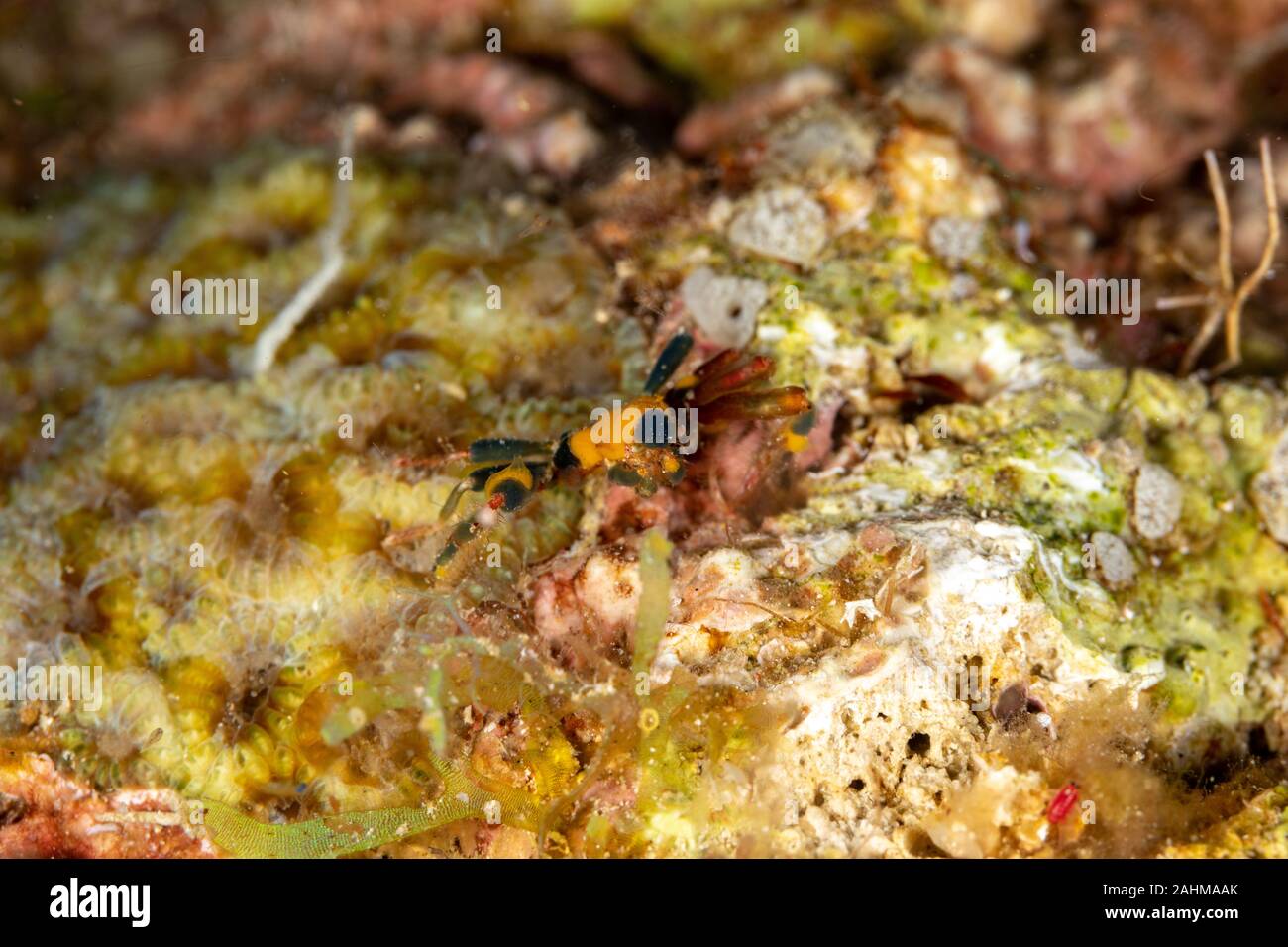 Conical crab, Xenocarcinus conicus, is a species of True Crab in the ...