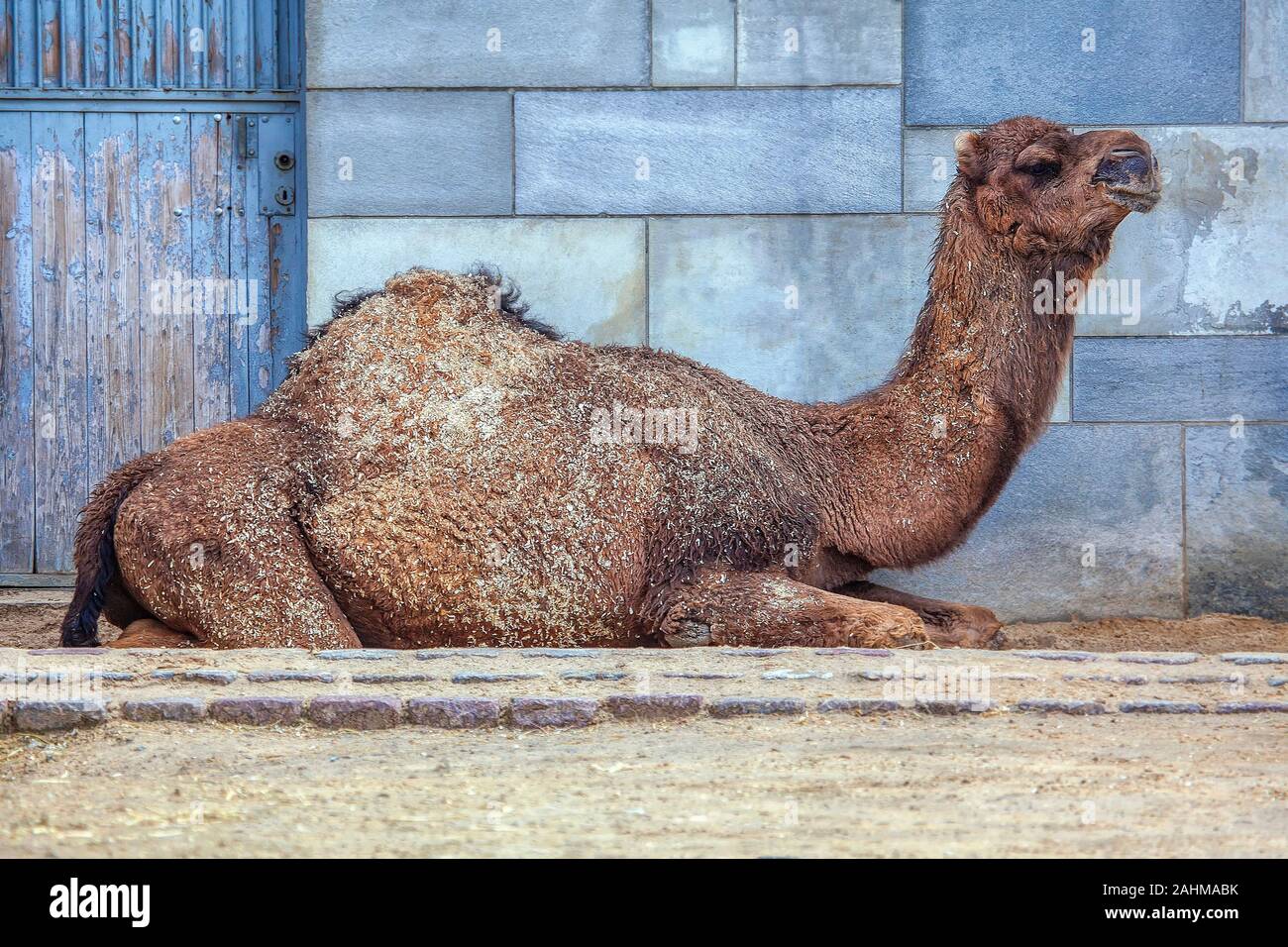 One Hump Camel High Resolution Stock Photography and Images - Alamy