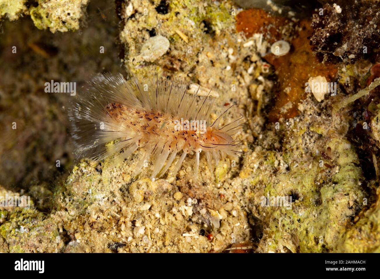 Dangerous marine animal, Fireworm (Chloeia parva), causes strong ...