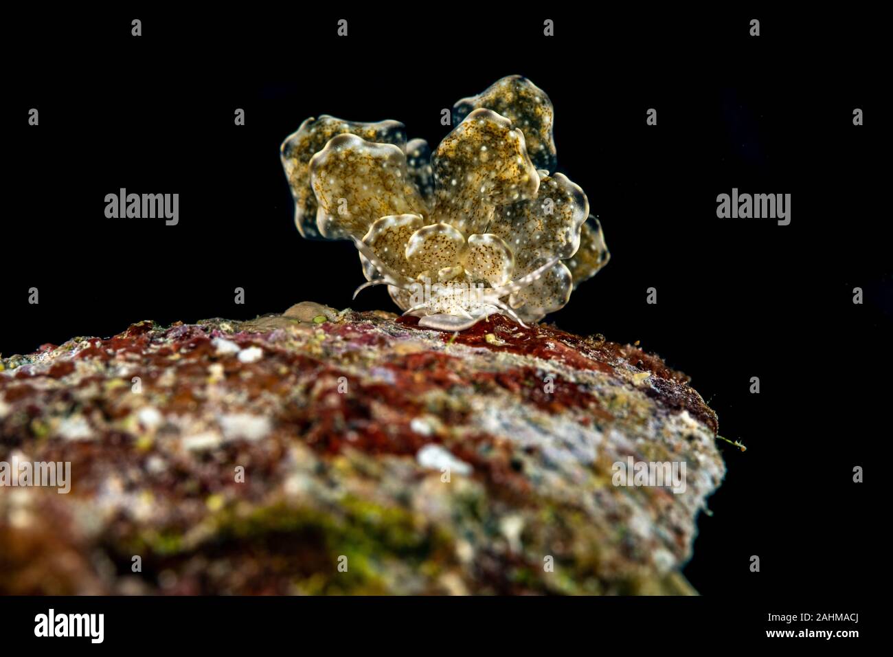 Sapsucking Slug, Cyerce is a genus of sacoglossan sea slugs, a shell ...