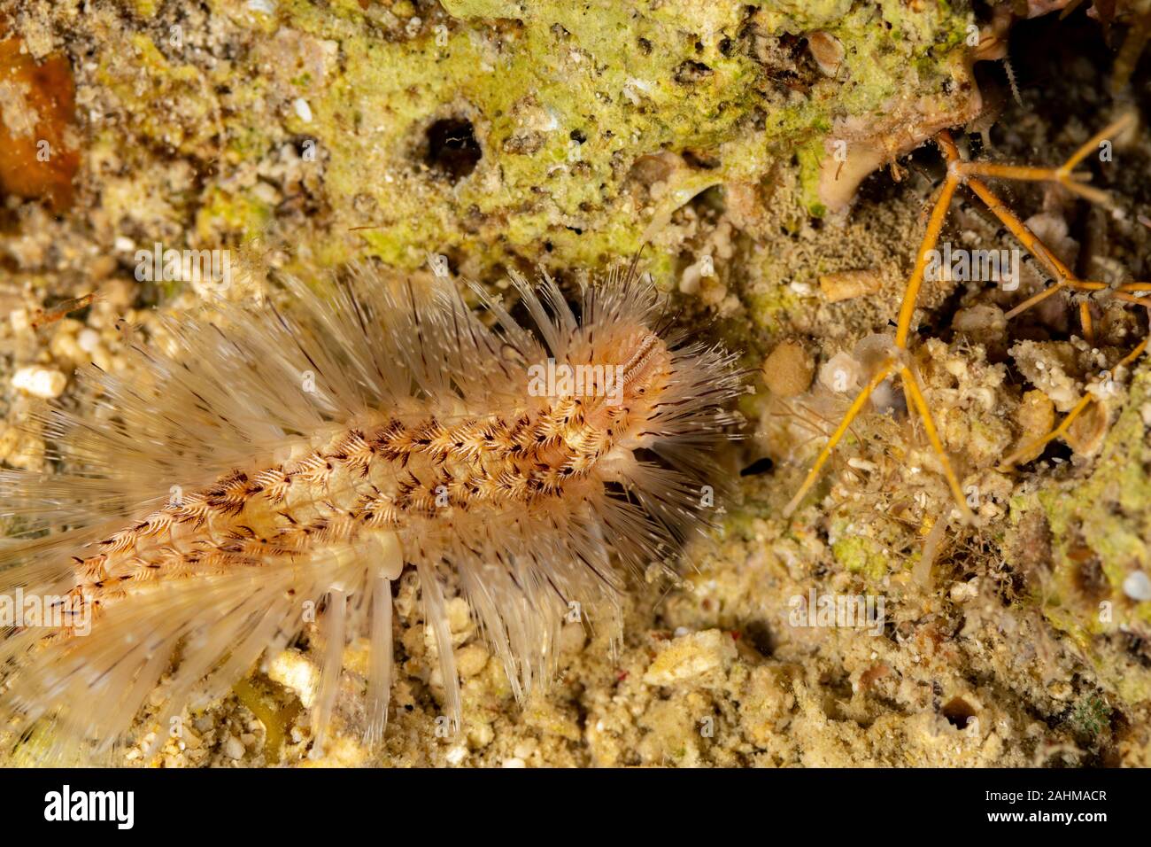 Dangerous marine animal, Fireworm (Chloeia parva), causes strong ...