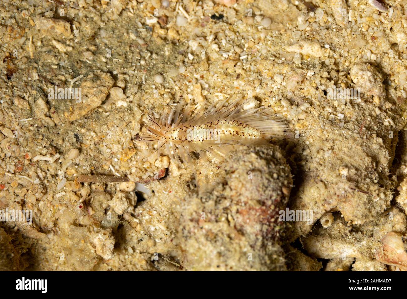 Dangerous marine animal, Fireworm (Chloeia parva), causes strong ...