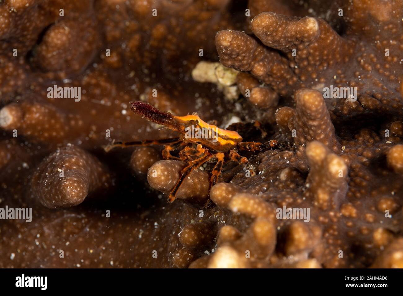 Conical crab, Xenocarcinus conicus, is a species of True Crab in the ...