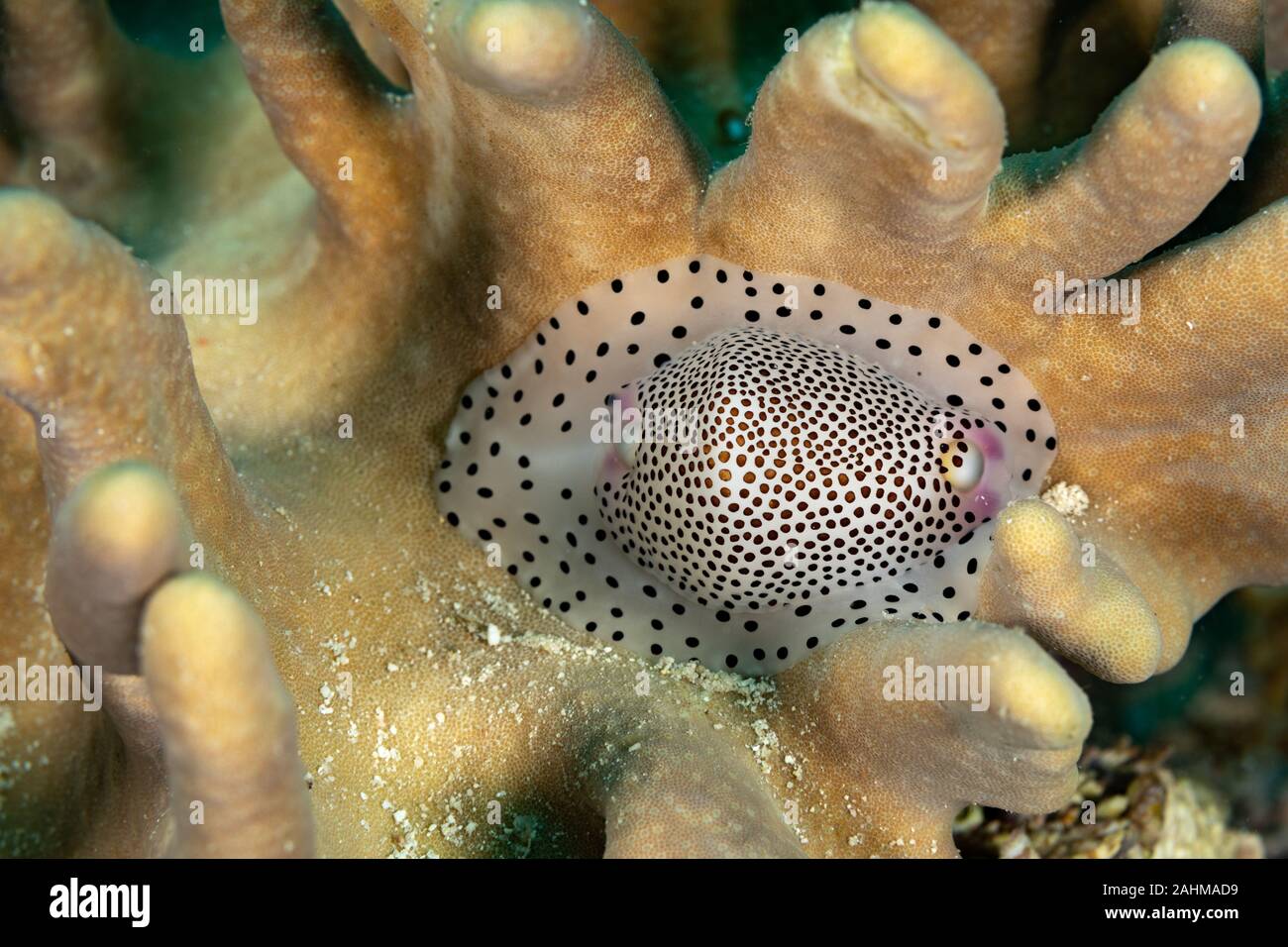 Little egg cowrie hi-res stock photography and images - Alamy