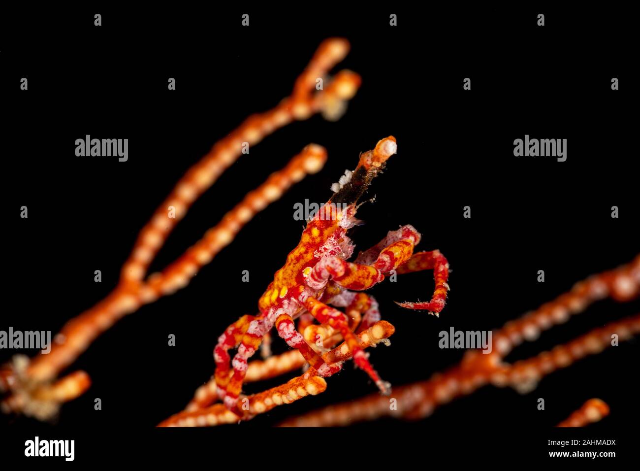 Conical crab, Xenocarcinus conicus, is a species of True Crab in the ...