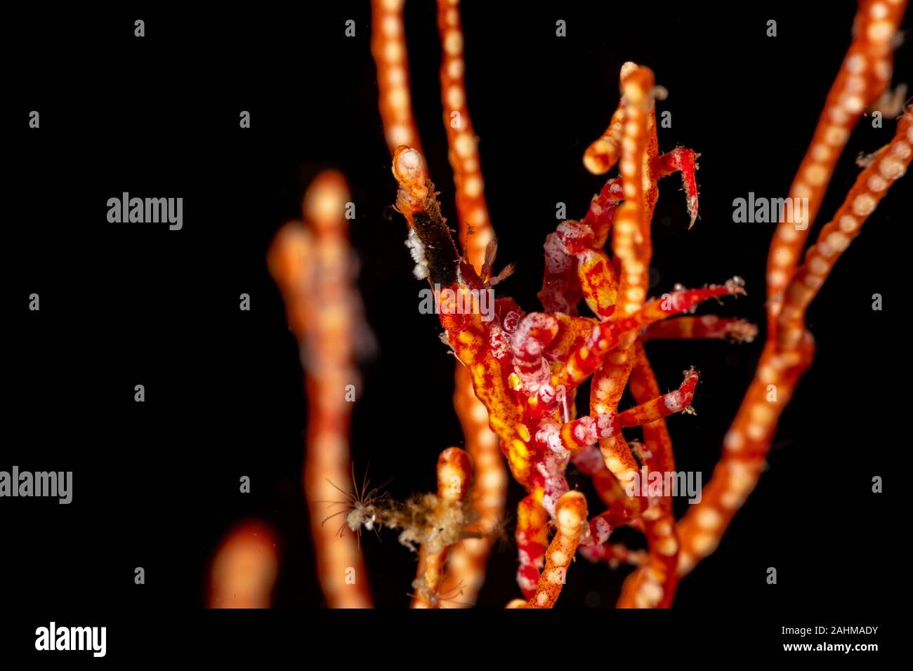 Conical crab, Xenocarcinus conicus, is a species of True Crab in the ...