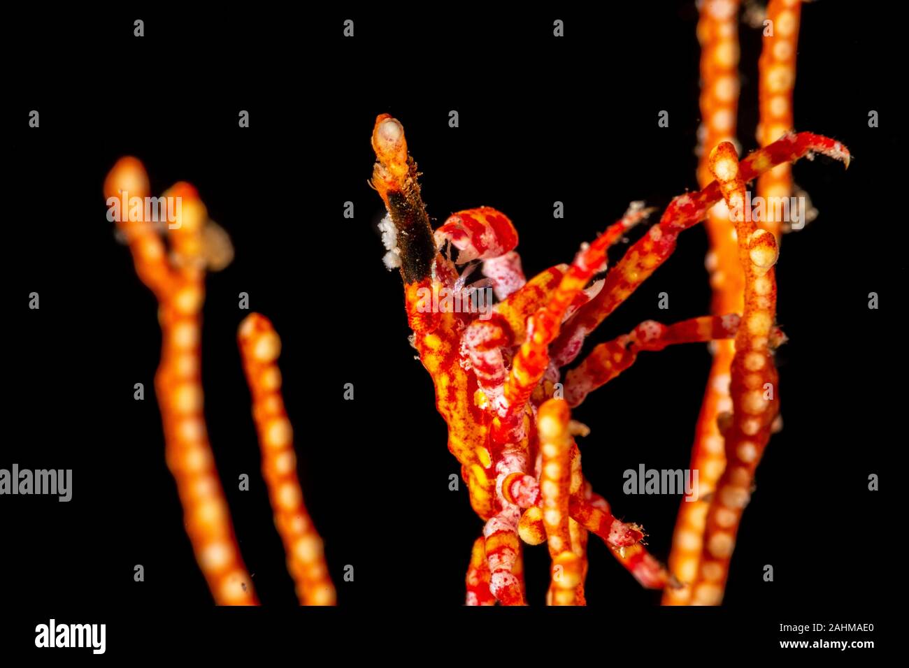 Conical crab, Xenocarcinus conicus, is a species of True Crab in the ...