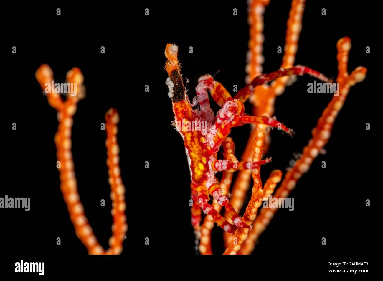 Conical crab, Xenocarcinus conicus, is a species of True Crab in the ...