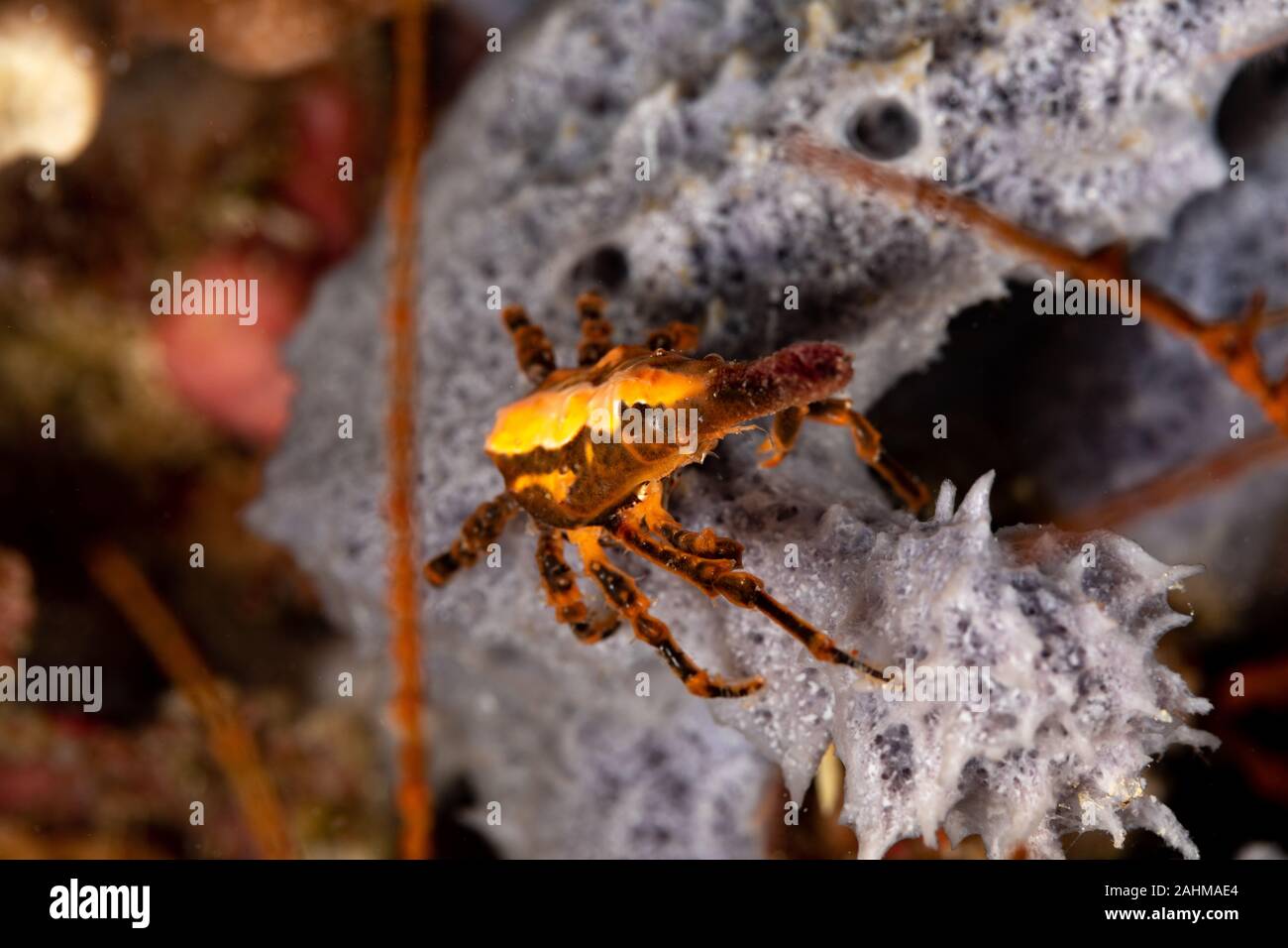Conical crab, Xenocarcinus conicus, is a species of True Crab in the ...