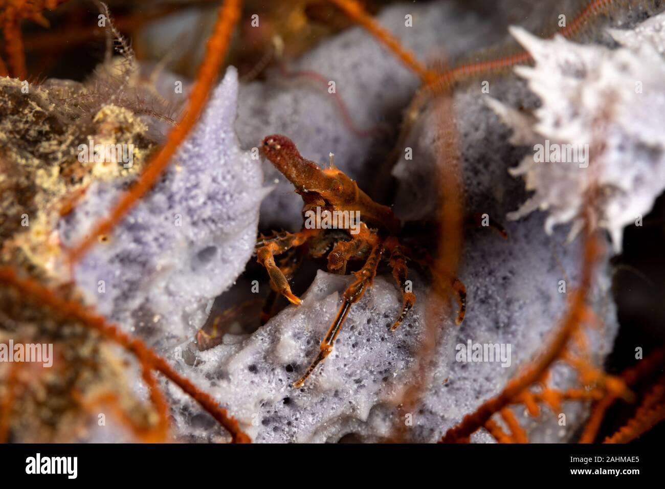 Conical crab, Xenocarcinus conicus, is a species of True Crab in the ...