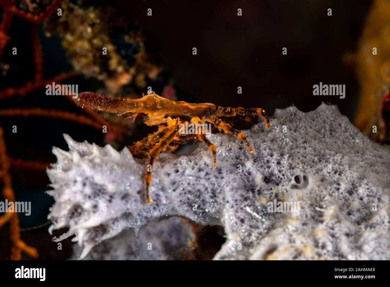 Conical crab, Xenocarcinus conicus, is a species of True Crab in the ...