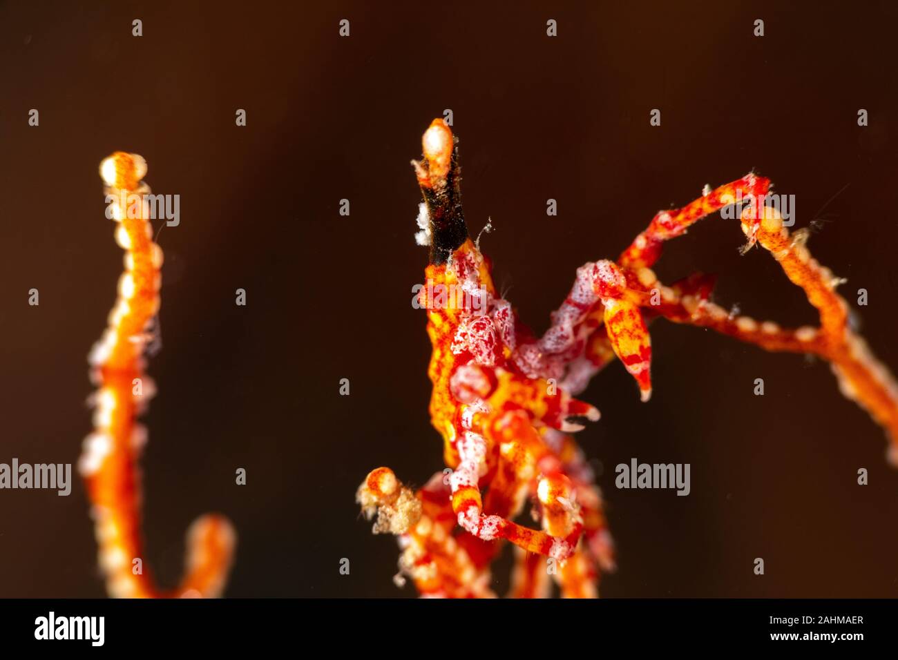 Conical crab, Xenocarcinus conicus, is a species of True Crab in the ...