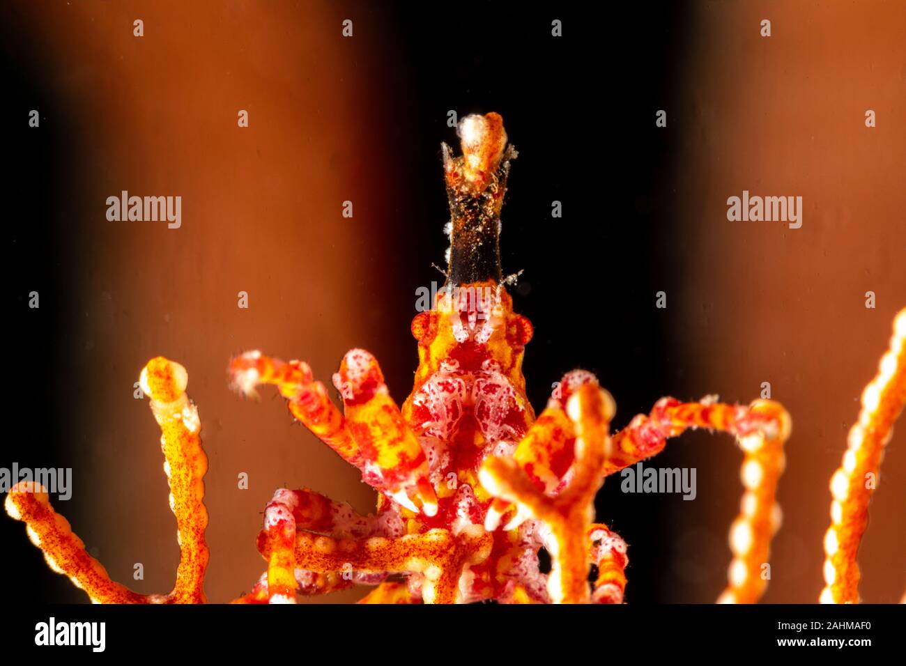 Conical crab, Xenocarcinus conicus, is a species of True Crab in the ...