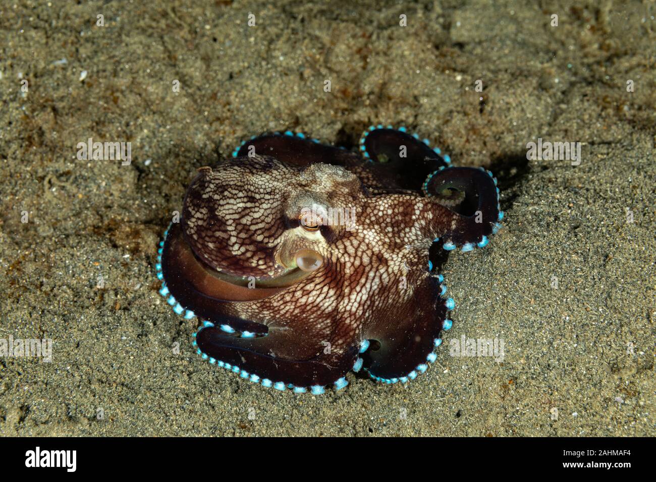 Coconut octopus and veined octopus, Amphioctopus marginatus is a medium ...