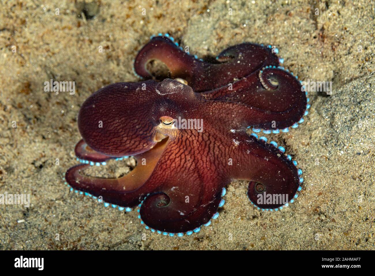 Coconut octopus and veined octopus, Amphioctopus marginatus is a medium ...