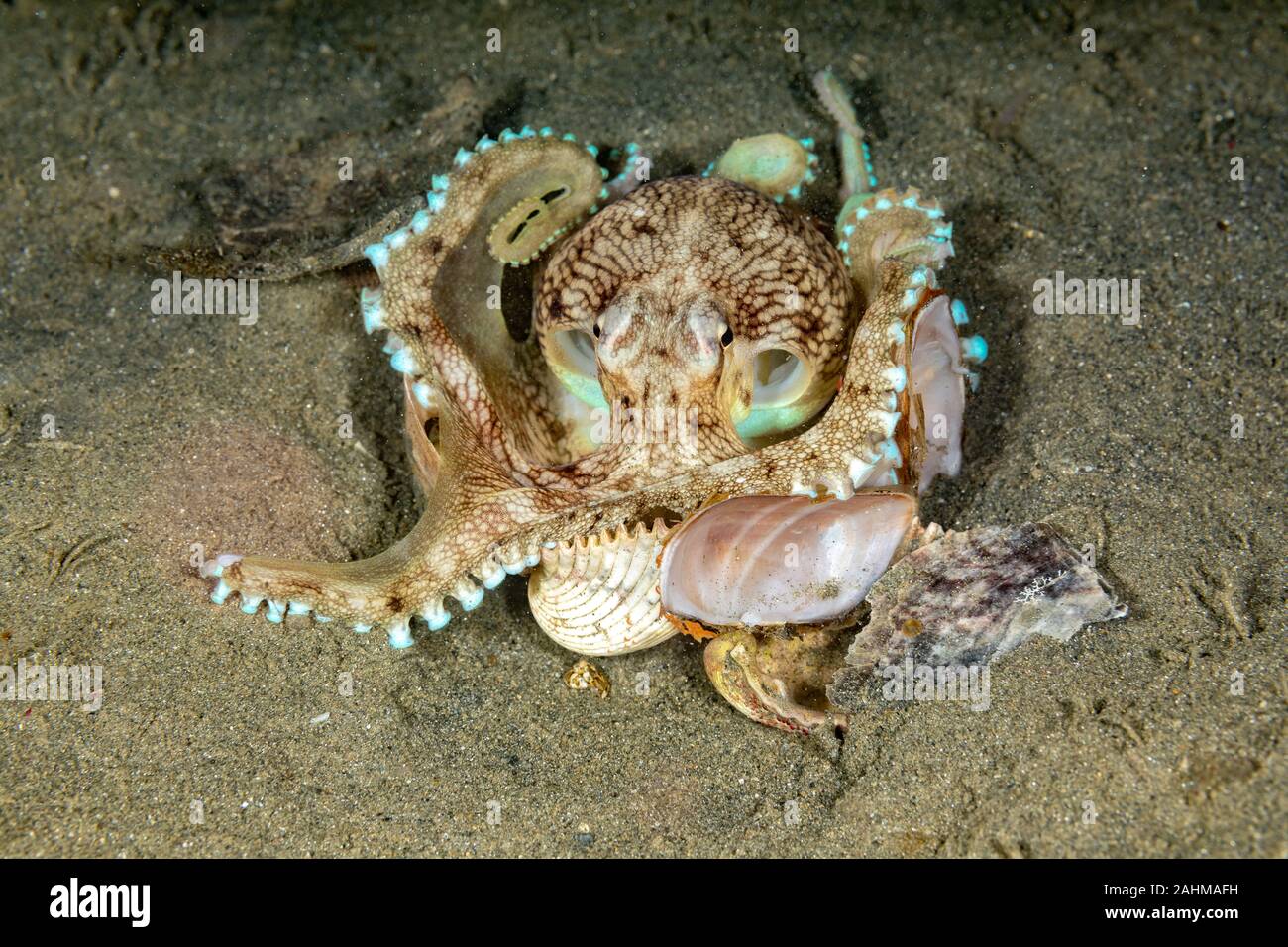 Coconut octopus and veined octopus, Amphioctopus marginatus is a medium ...