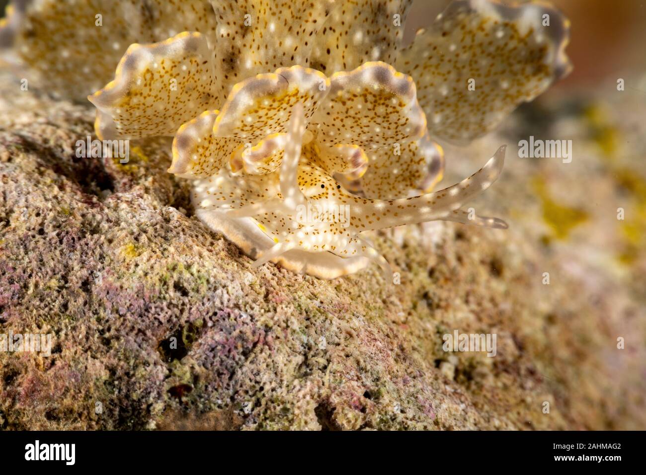 Sapsucking Slug, Cyerce is a genus of sacoglossan sea slugs, a shell ...