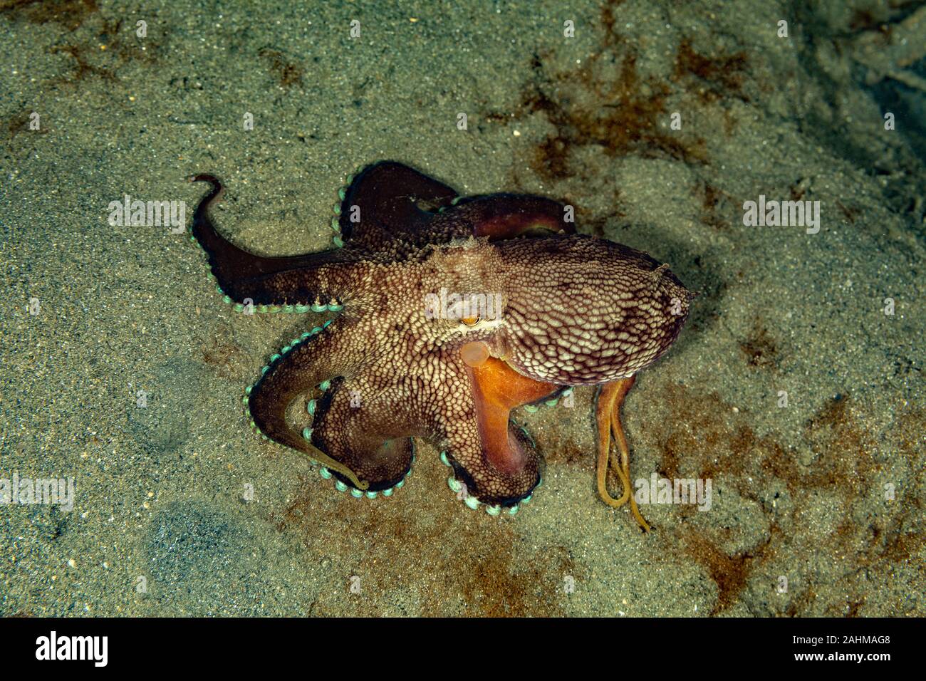 Coconut octopus and veined octopus, Amphioctopus marginatus is a medium ...