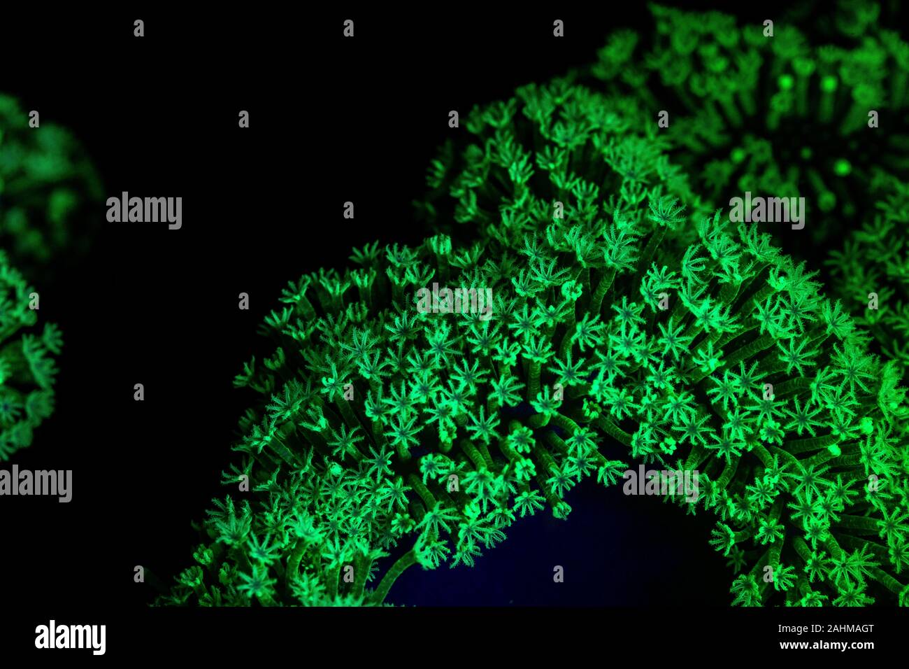 Coral reef vibrant biodiversity night hi-res stock photography and ...