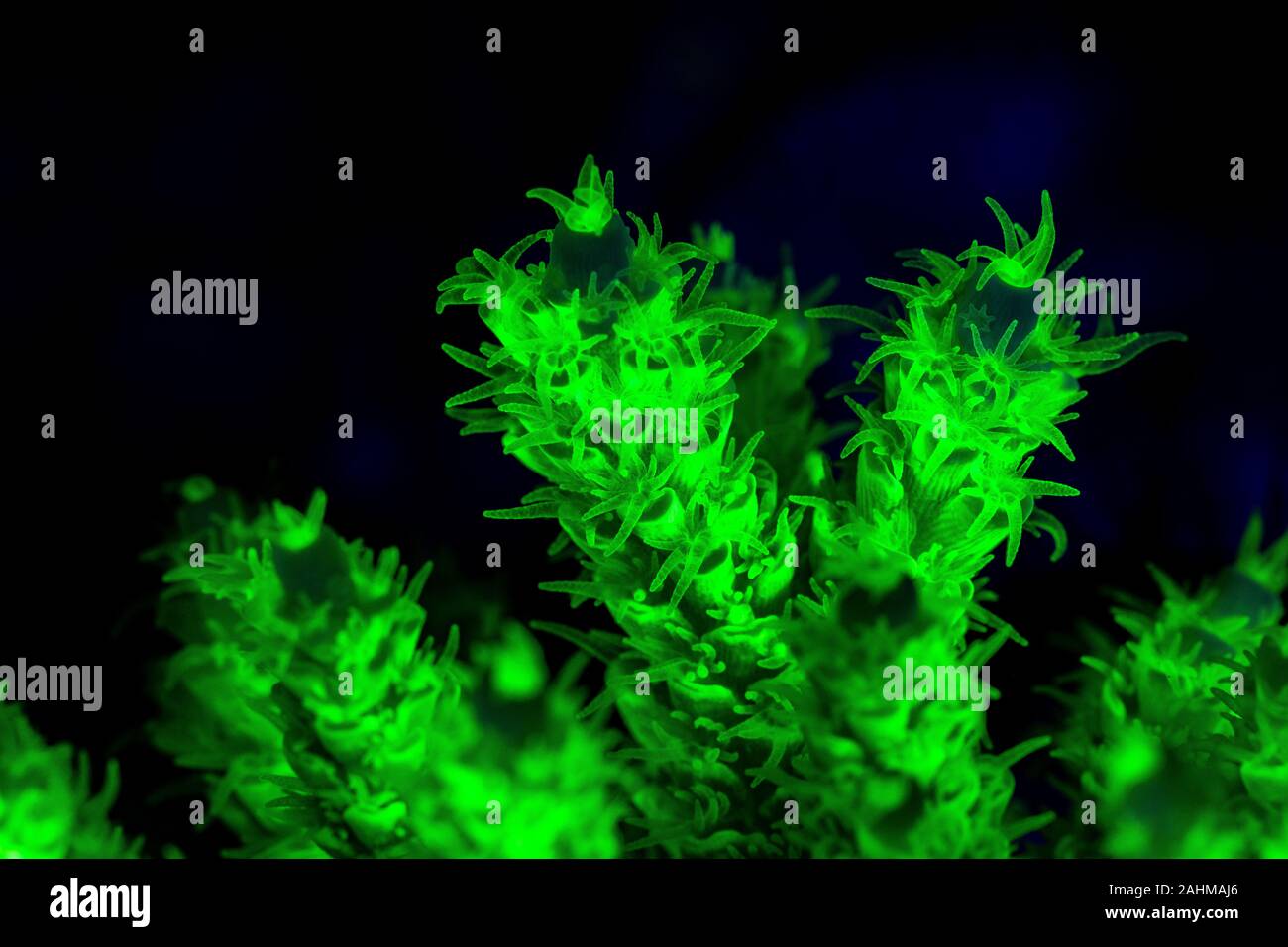 Coral reef vibrant biodiversity night hi-res stock photography and ...