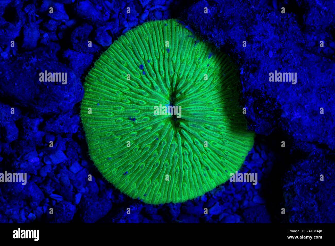 Coral reef vibrant biodiversity night hi-res stock photography and ...