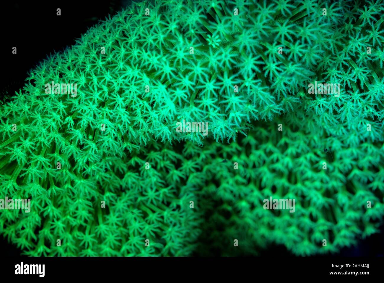 coral or anemone glowing under blacklight, glow fluorescent at night ...
