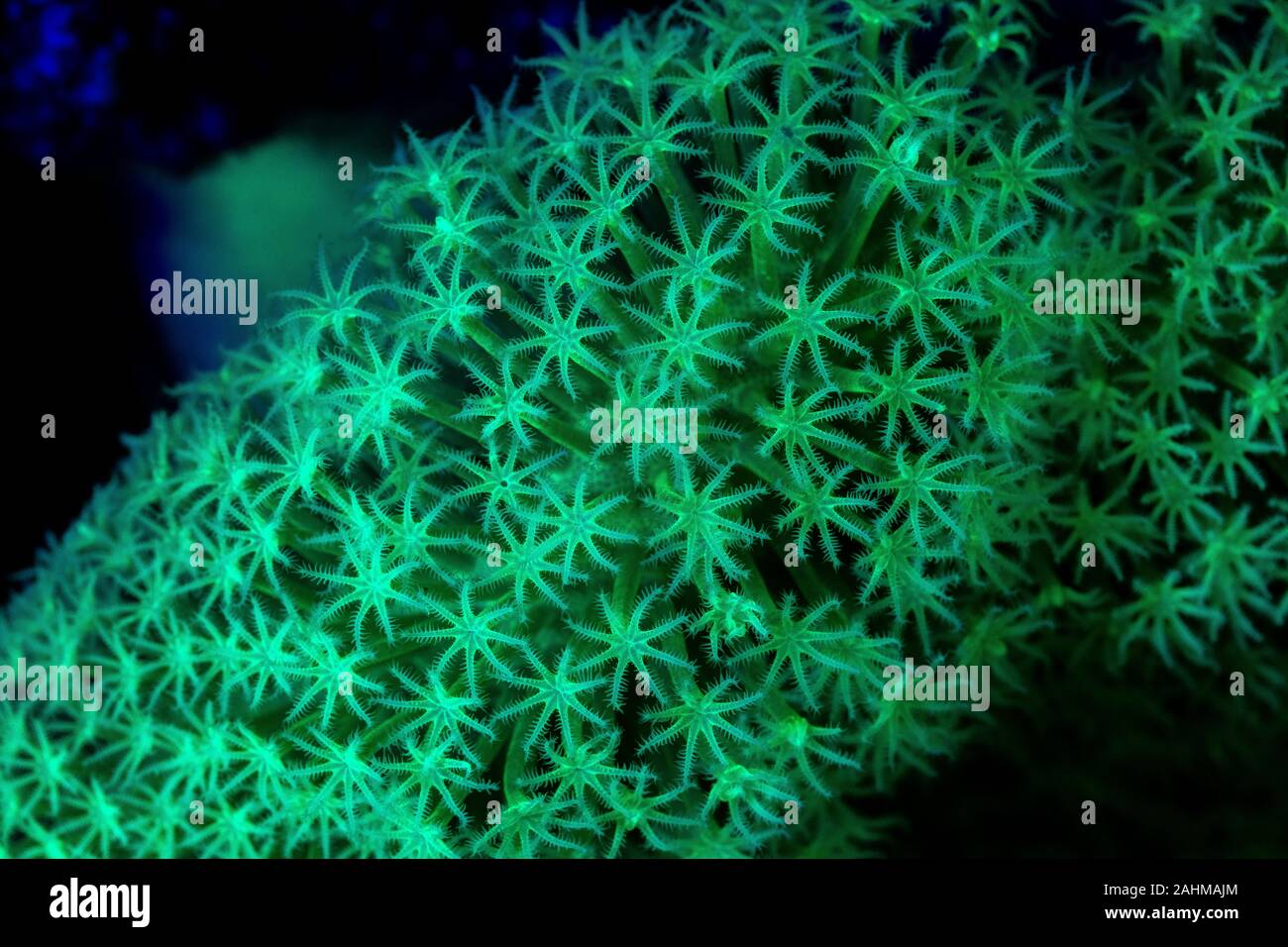 coral or anemone glowing under blacklight, glow fluorescent at night ...