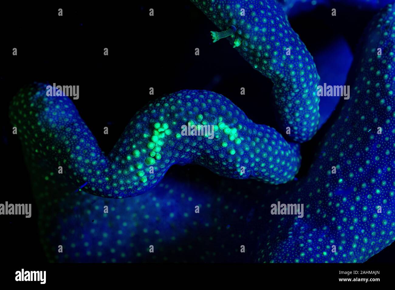 Coral reef vibrant biodiversity night hi-res stock photography and ...