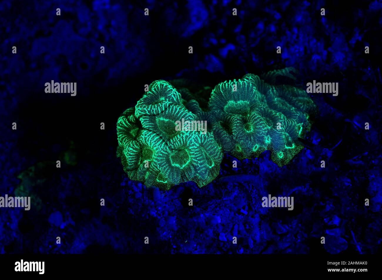 Glowing fluorescent blue coral reef anemone hi-res stock photography ...
