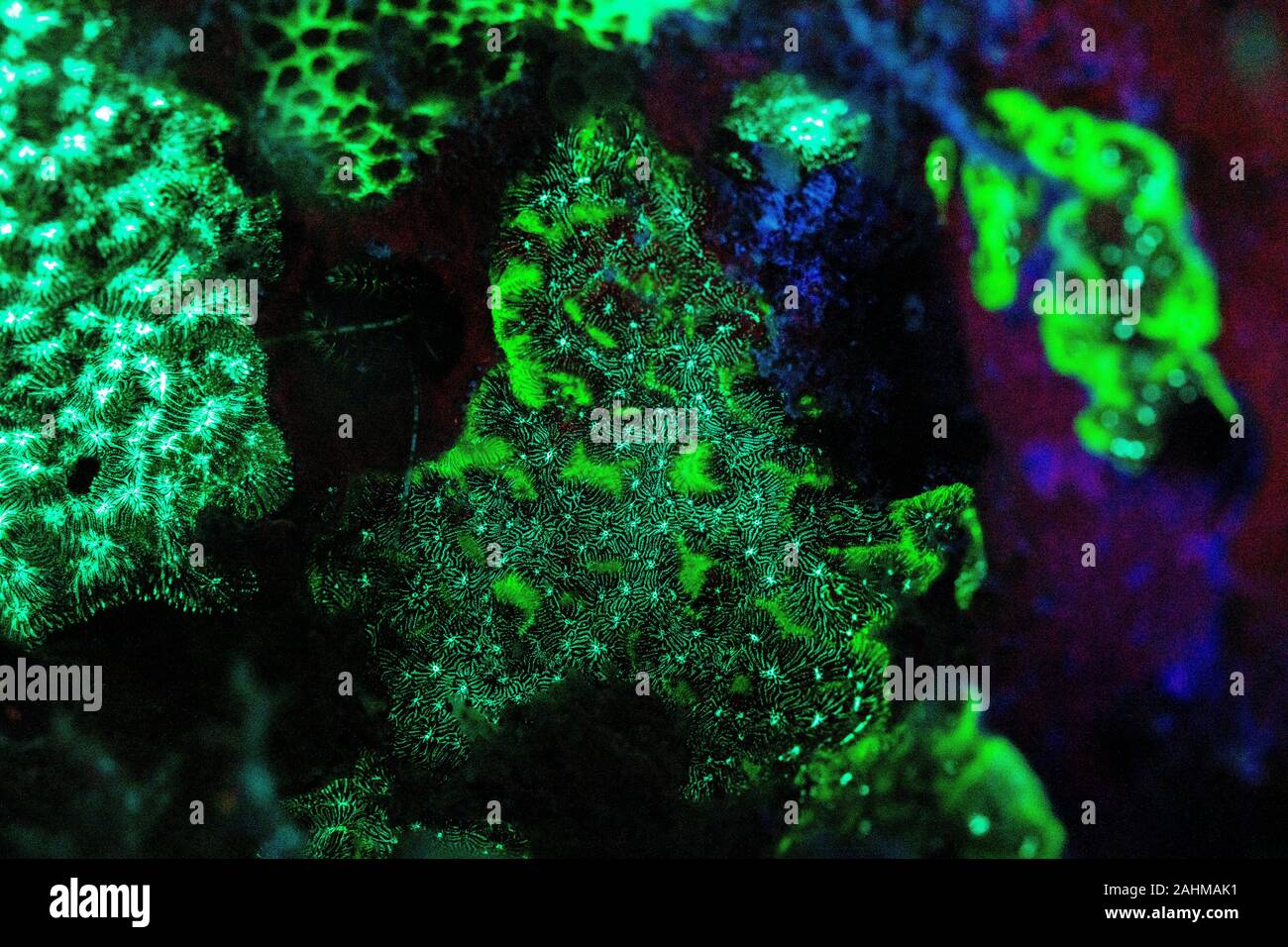 coral or anemone glowing under blacklight, glow fluorescent at night ...