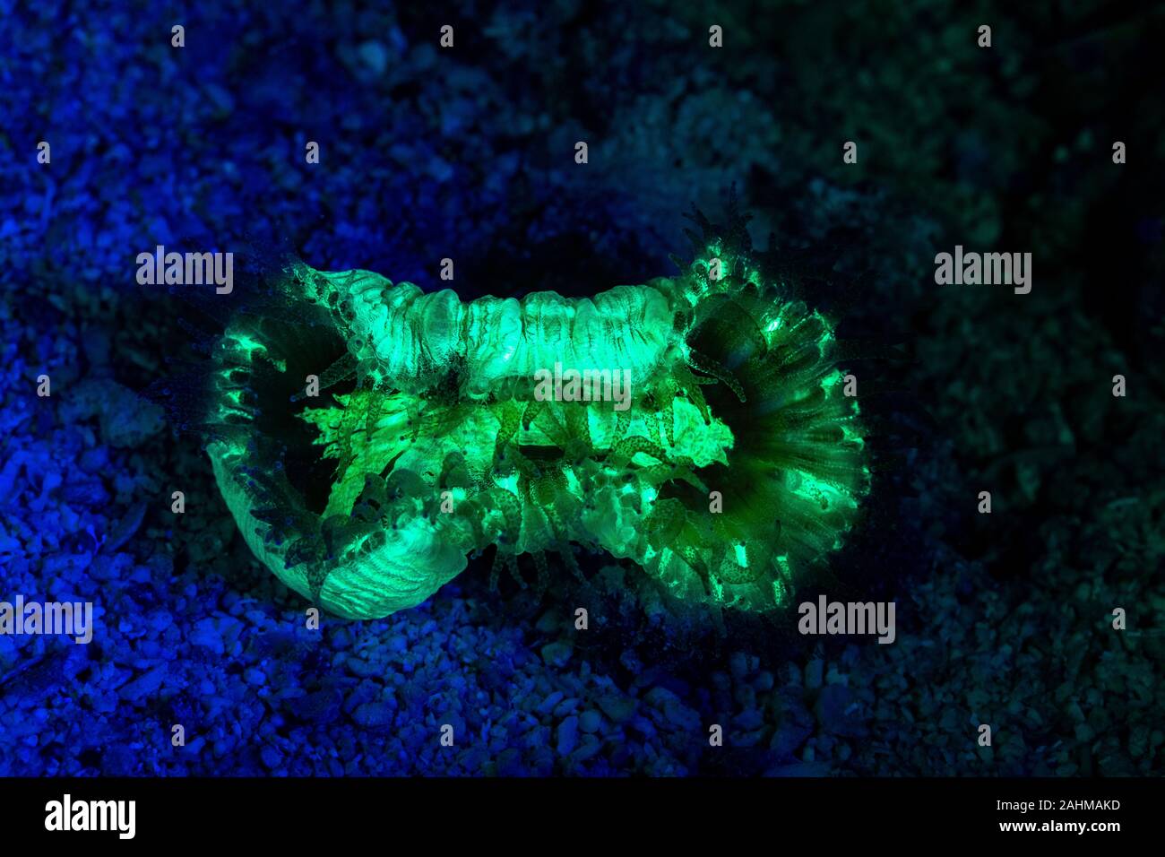 Fluorescent Animal Under Uv Light High Resolution Stock Photography and ...