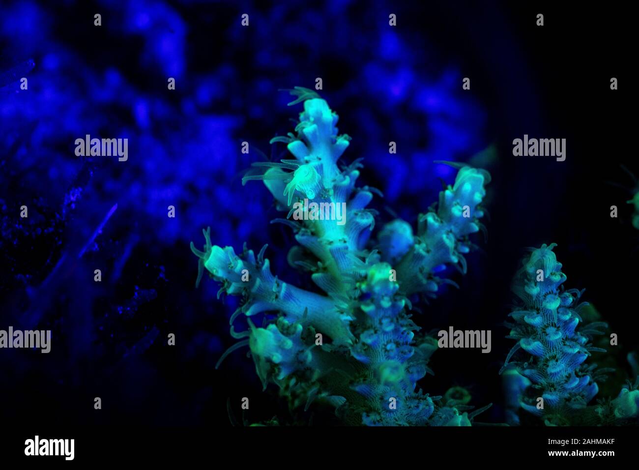coral or anemone glowing under blacklight, glow fluorescent at night ...
