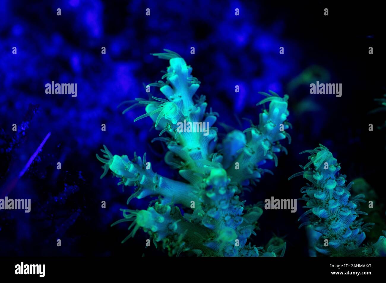 Glowing fluorescent blue coral reef anemone hi-res stock photography ...