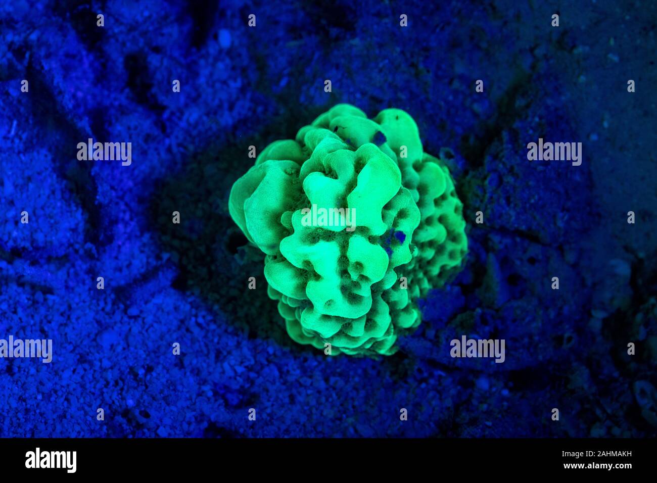 Glowing fluorescent blue coral reef anemone hi-res stock photography ...