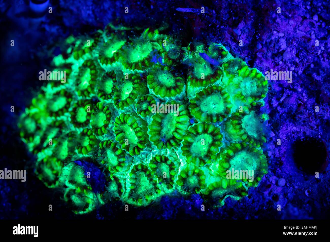 Fluorescent animal under uv light hi-res stock photography and images ...