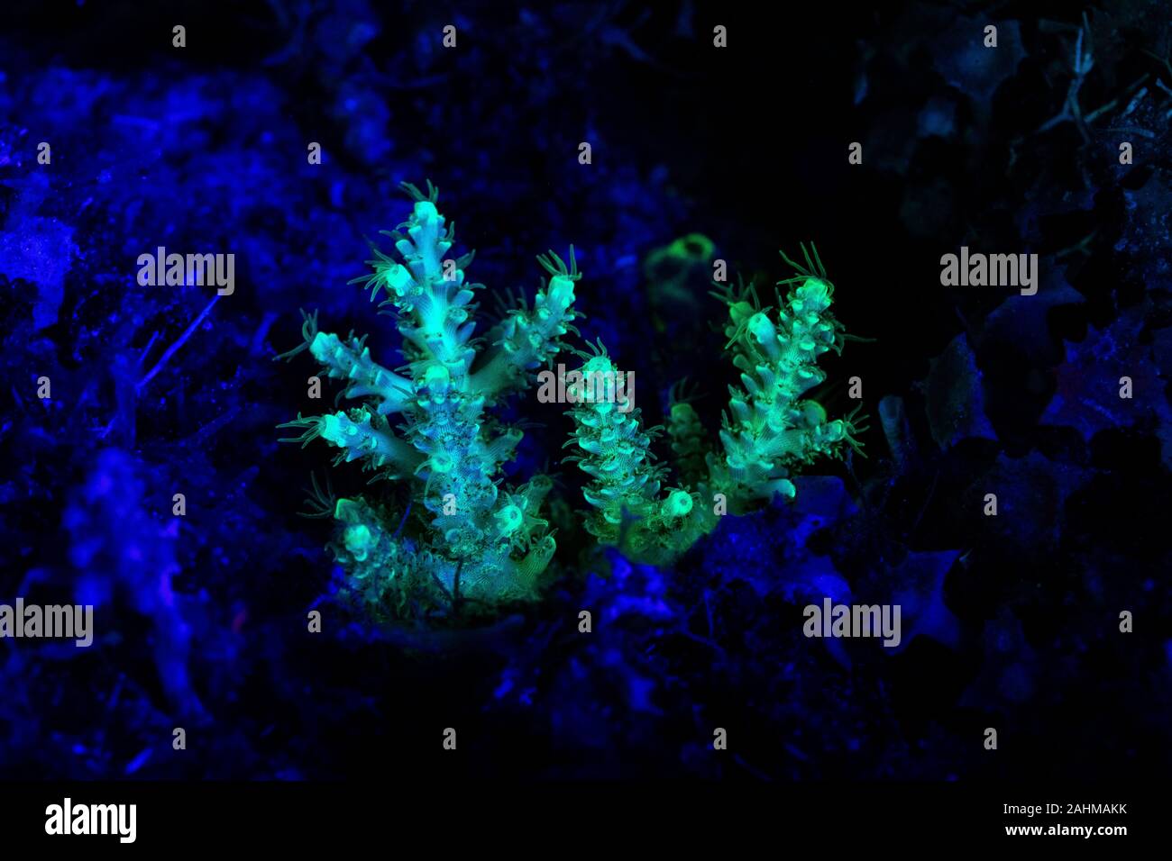 coral or anemone glowing under blacklight, glow fluorescent at night Stock Photo - Alamy