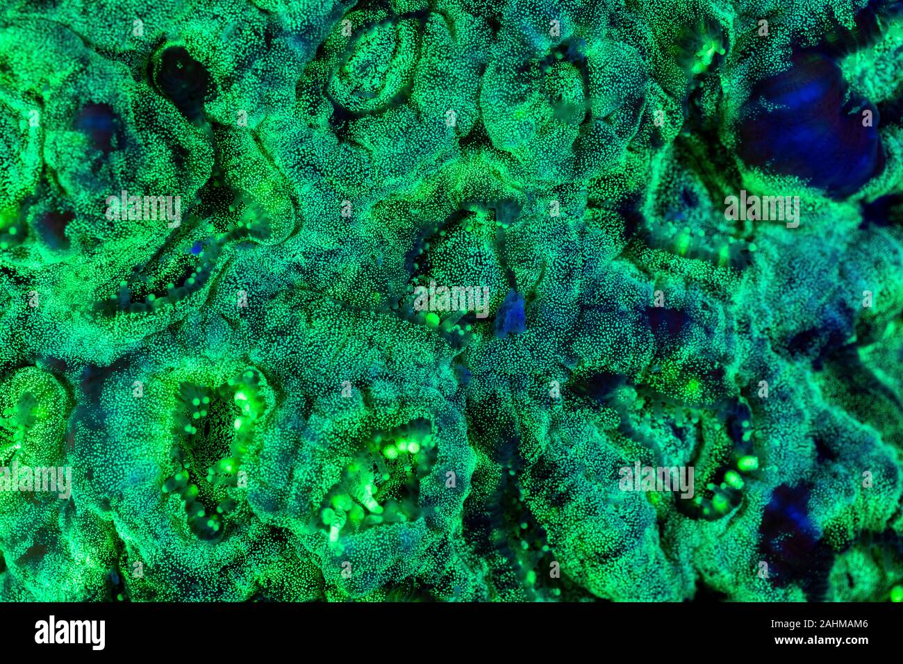 coral or anemone glowing under blacklight, glow fluorescent at night ...