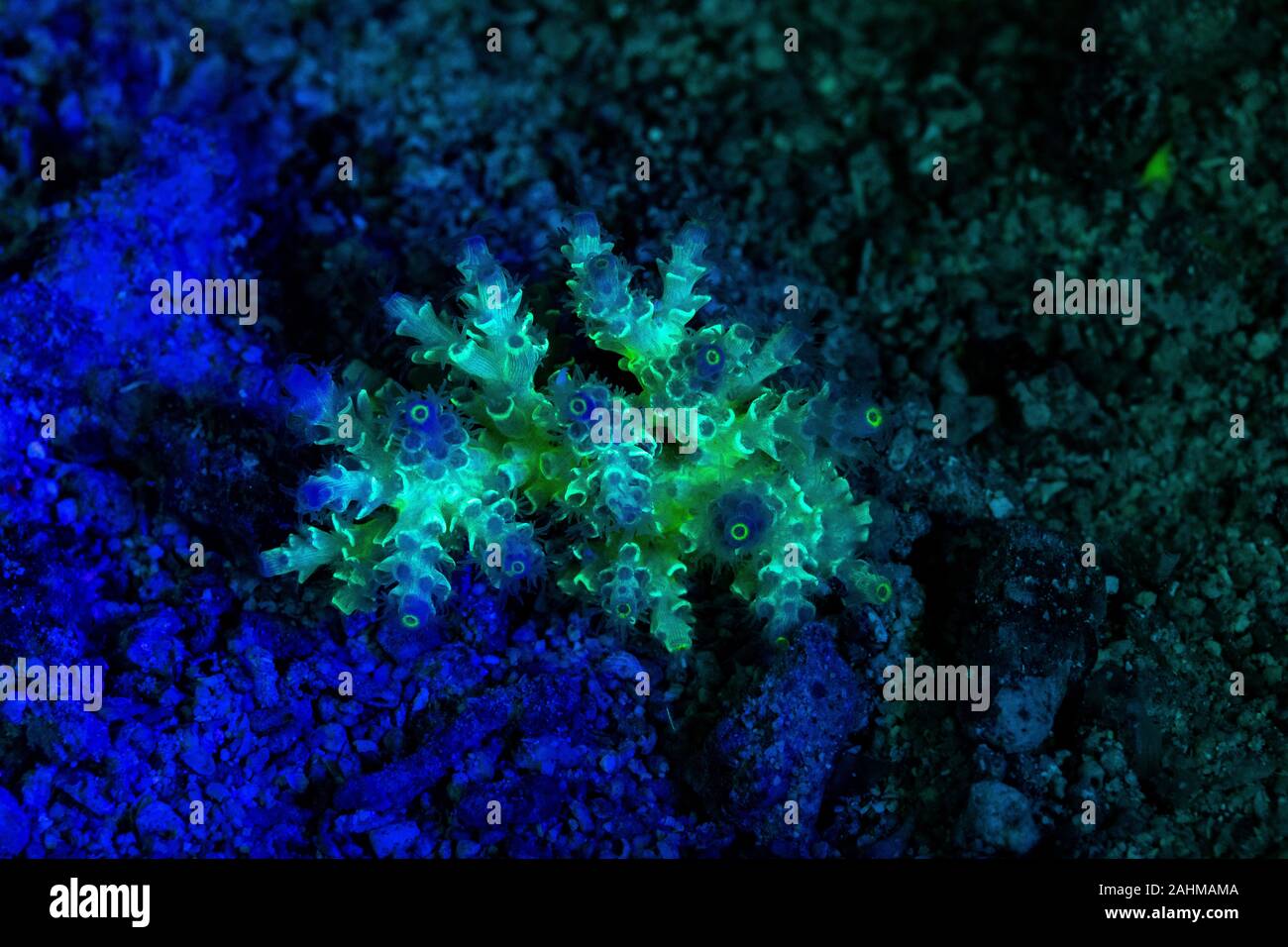 Glowing fluorescent blue coral reef anemone hi-res stock photography ...