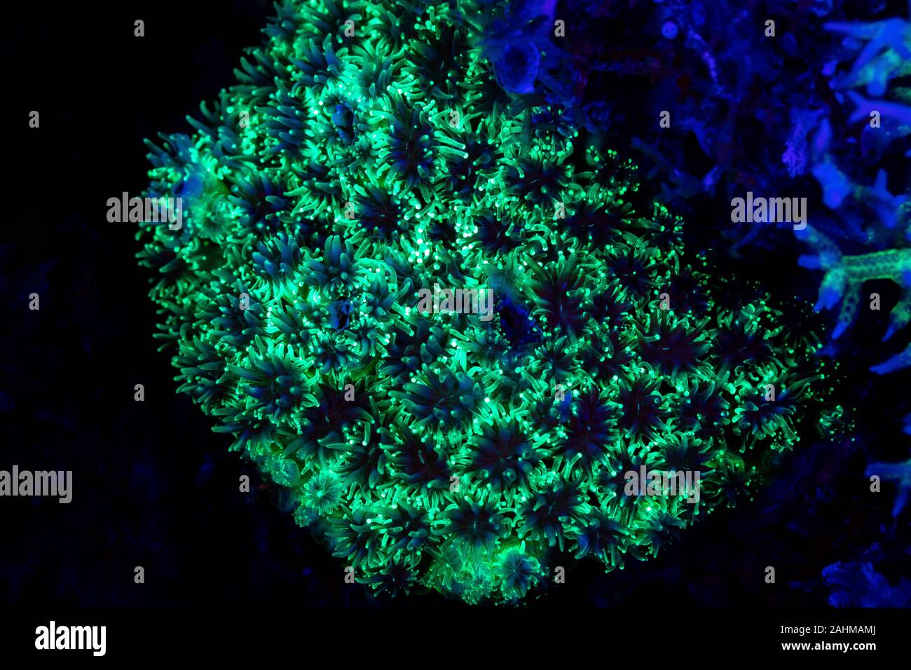 Glowing fluorescent blue coral reef anemone hi-res stock photography ...